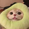 gato kawaiiuwu