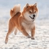 Speed Chiba