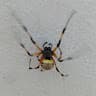 Edson Alemao