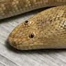 Bradley Rumfelt