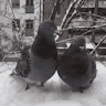 Pigeon The Bird
