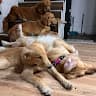 Golden Paws