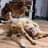 Golden Paws