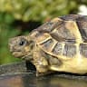 Paul Royer (Tortughini22)