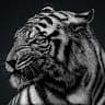 Hamza rizwan