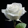 Assalamu Alaikum