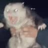 Mr Shremp
