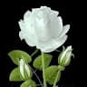 Samia Abbes