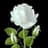 Samia Abbes