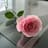 Ambreen Habib
