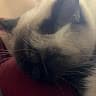Gemer Cat