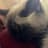 Gemer Cat