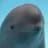 joel