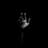 Dark