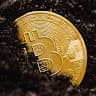 crypto paddy