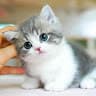 Cutest Videos