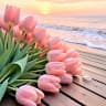 Addison Addi Reese