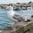 Seagull Eagle