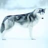 The Shadow Husky