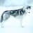 The Shadow Husky
