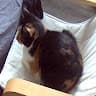 Kiwi Kattsson