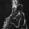 Loup Alpha