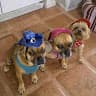 Charleen Lucy, Chuck, & Ollie Angel (ctazx)