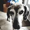 Brody