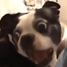 jaiden h