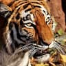 tiger Ty