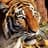 tiger Ty