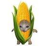Corn
