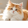 FLUPPY CAT AI