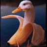 iamduck