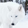 The White Wolf