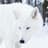 The White Wolf