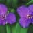Yolanda Williams