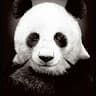 king Panda