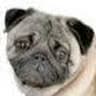 pug1 pug21