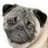pug1 pug21