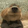 oi bb