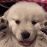Sleepy Pupie