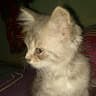Taslim Joe