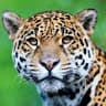 British Jaguar