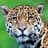 British Jaguar