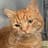 Orange Cat