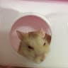 Hamster của tôi