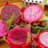 Dragon Fruit South-Africa Community Program