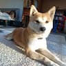 Lulu TheDoge