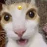 Alex Joestar